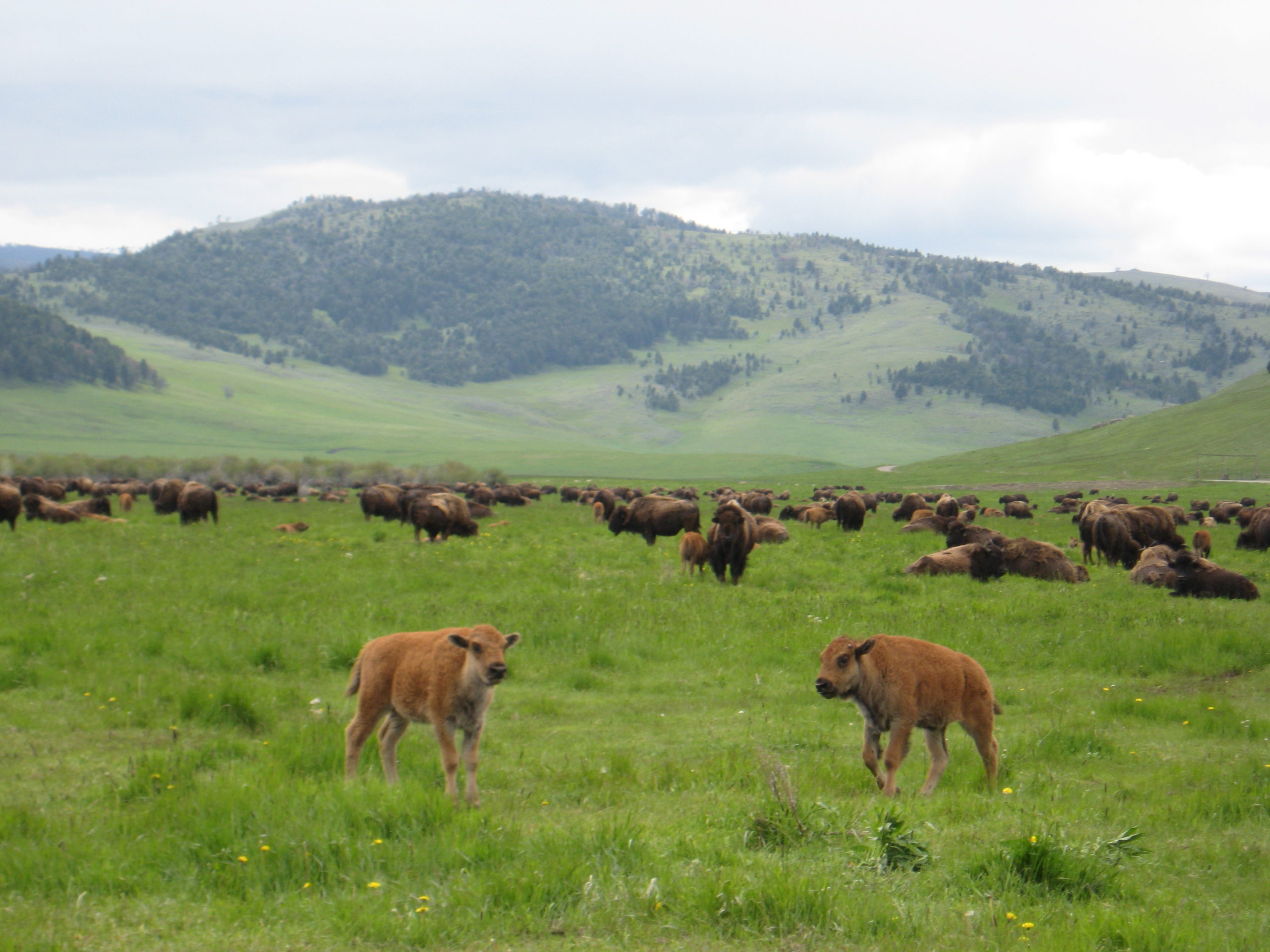 It's the Holiday Season in Bison Country - National Bison Association