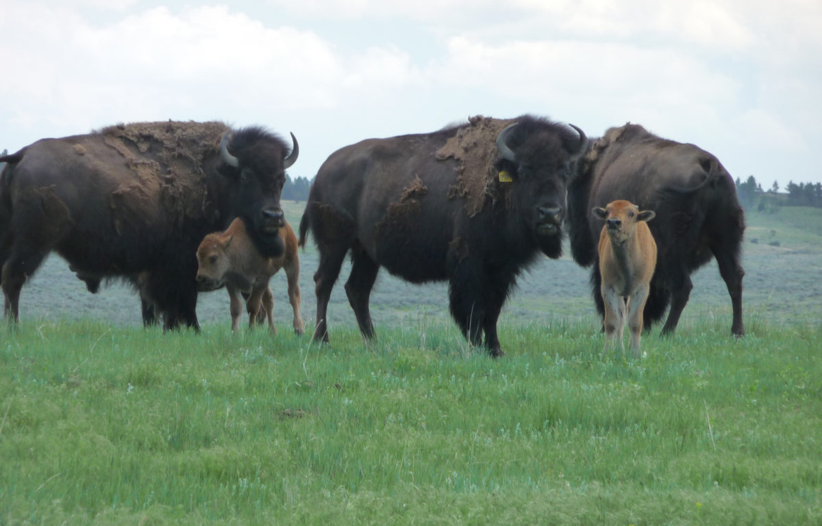 Bison Producers Care: From Start to Finish - National Bison Association