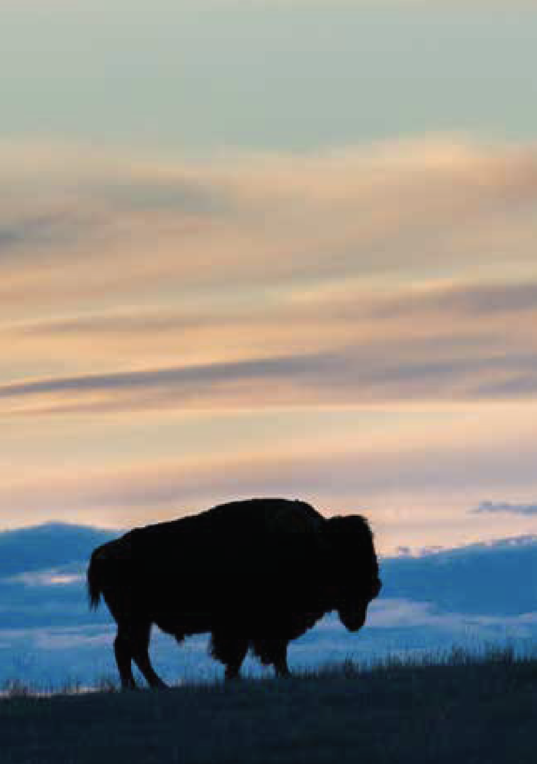 Home - National Bison Association