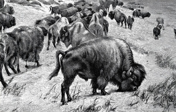 Bison by the Numbers - National Bison Association