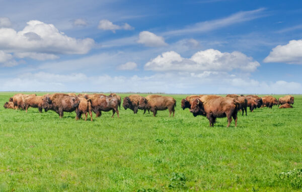 Celebrate National Bison Day: Honoring America’s National Mammal and ...