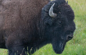 Bison by the Numbers - National Bison Association