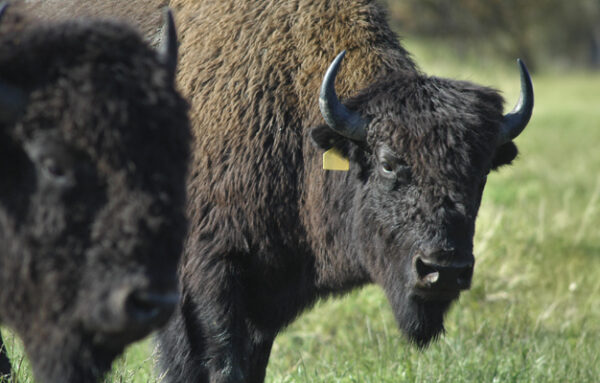 Bison by the Numbers - National Bison Association