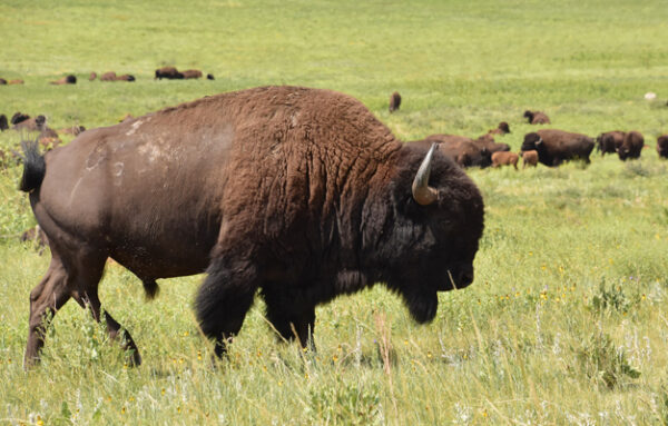 Bison by the Numbers - National Bison Association