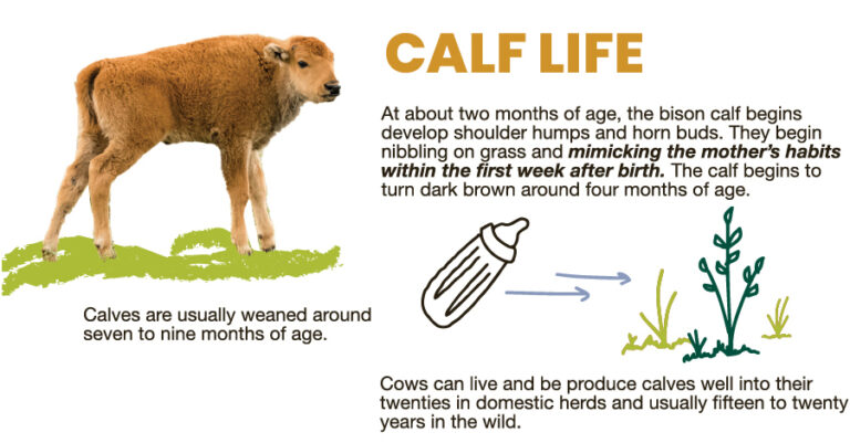The Bison Advantage - National Bison Association