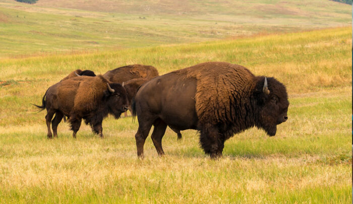 Bison by the Numbers - National Bison Association