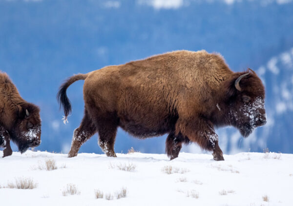 Bison by the Numbers - National Bison Association